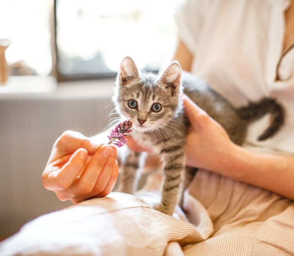 Heartland Animal Hospital - Faribault Kitten Kit
